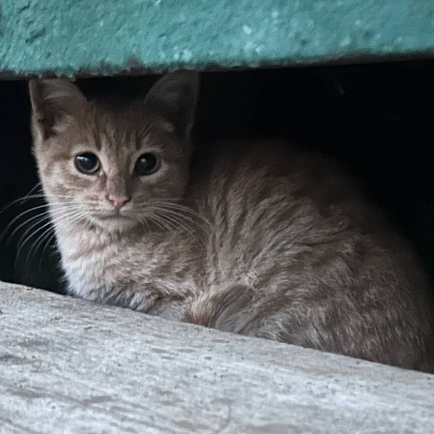 Котёнок в добрые руки