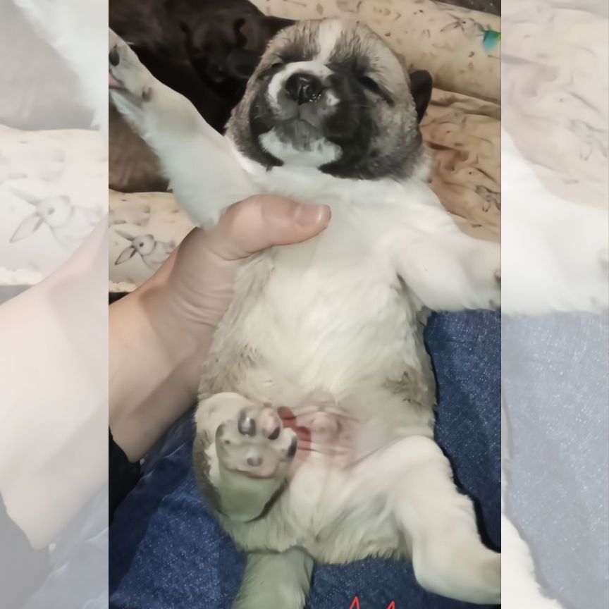 Американская акита, щенок