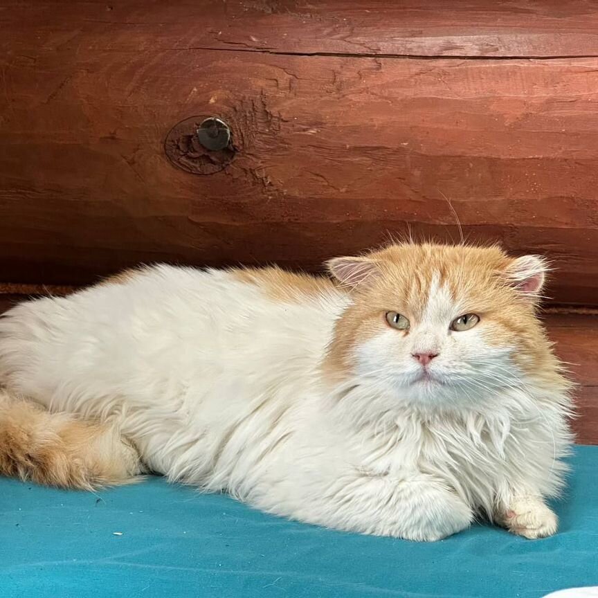 Шикарный котик спасёныш ищет дом