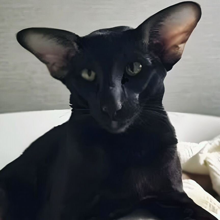 Ориентальный кот, вязка