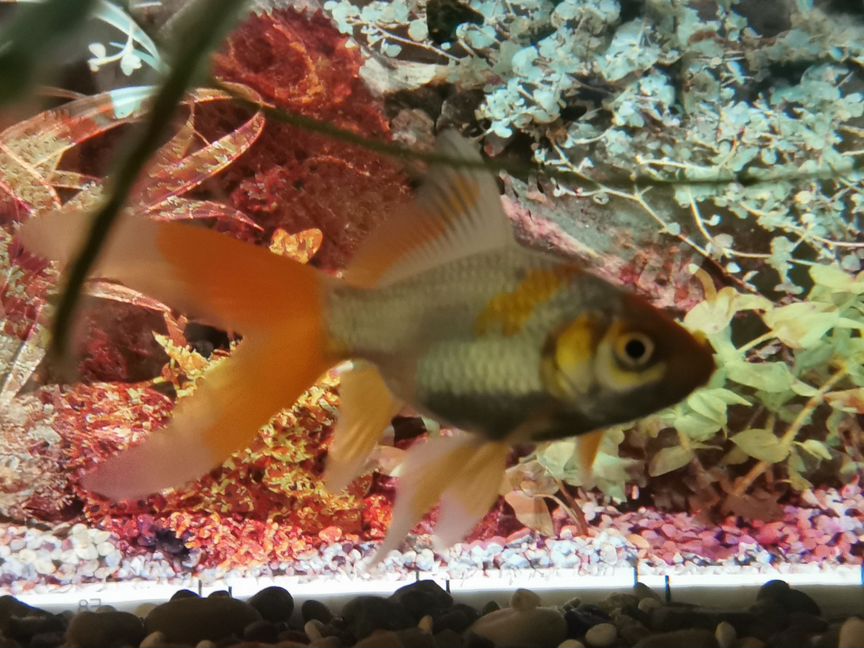 Аквариумные рыбки