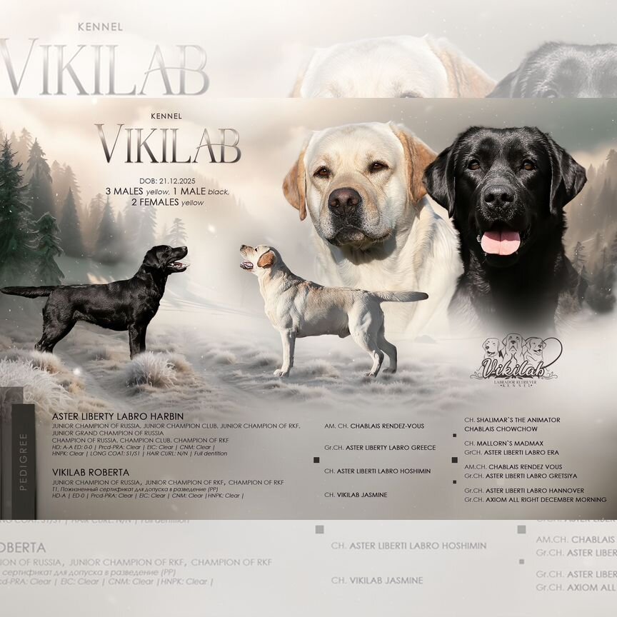 Лабрадор-ретривер, щенок