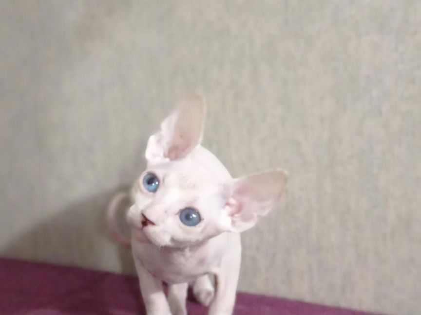 Разноглазый канадец