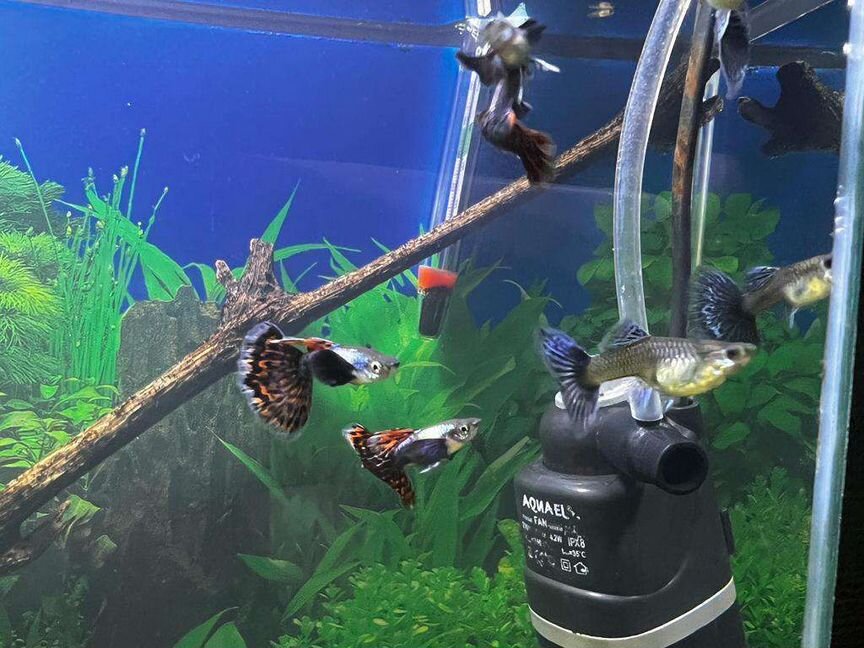 Гуппи дамбо