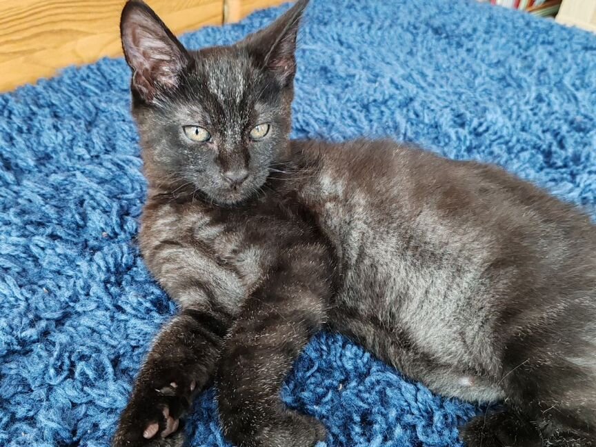 Котенок мальчик (мама мейн кун)