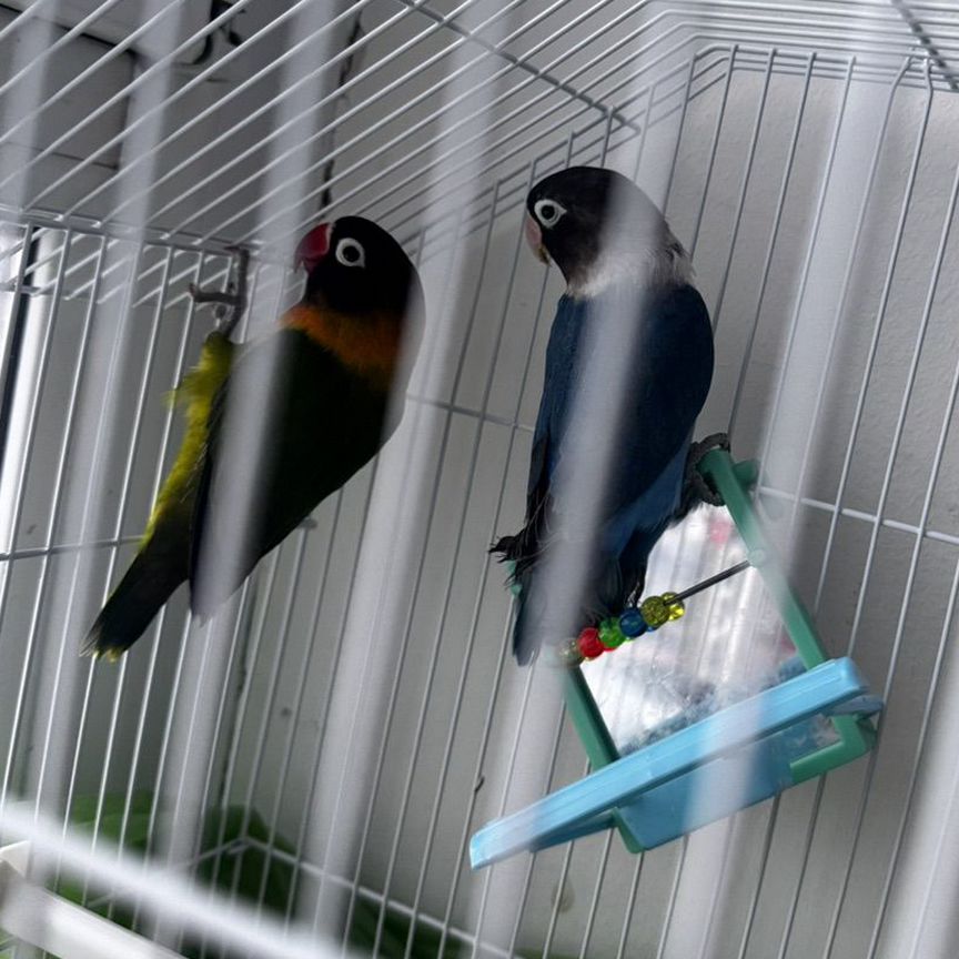 Попугай неразлучники