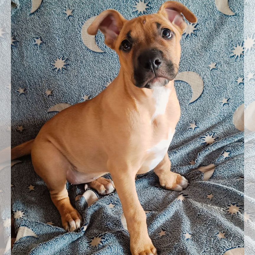 Стаффордширский терьер