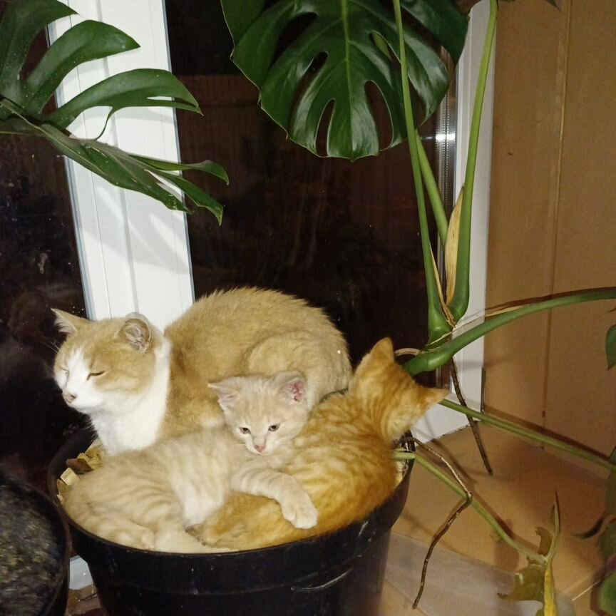 Котята мальчики в добрые руки бесплатно
