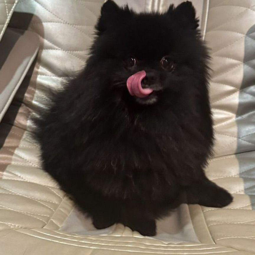 Померанский шпиц мини черный мальчик