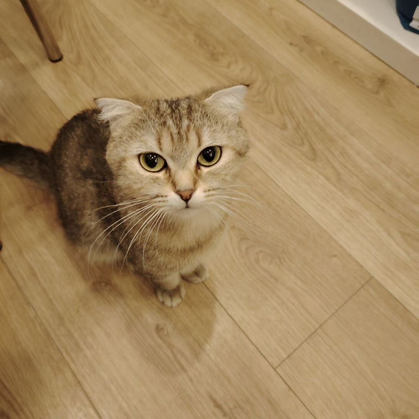 Кот для случки