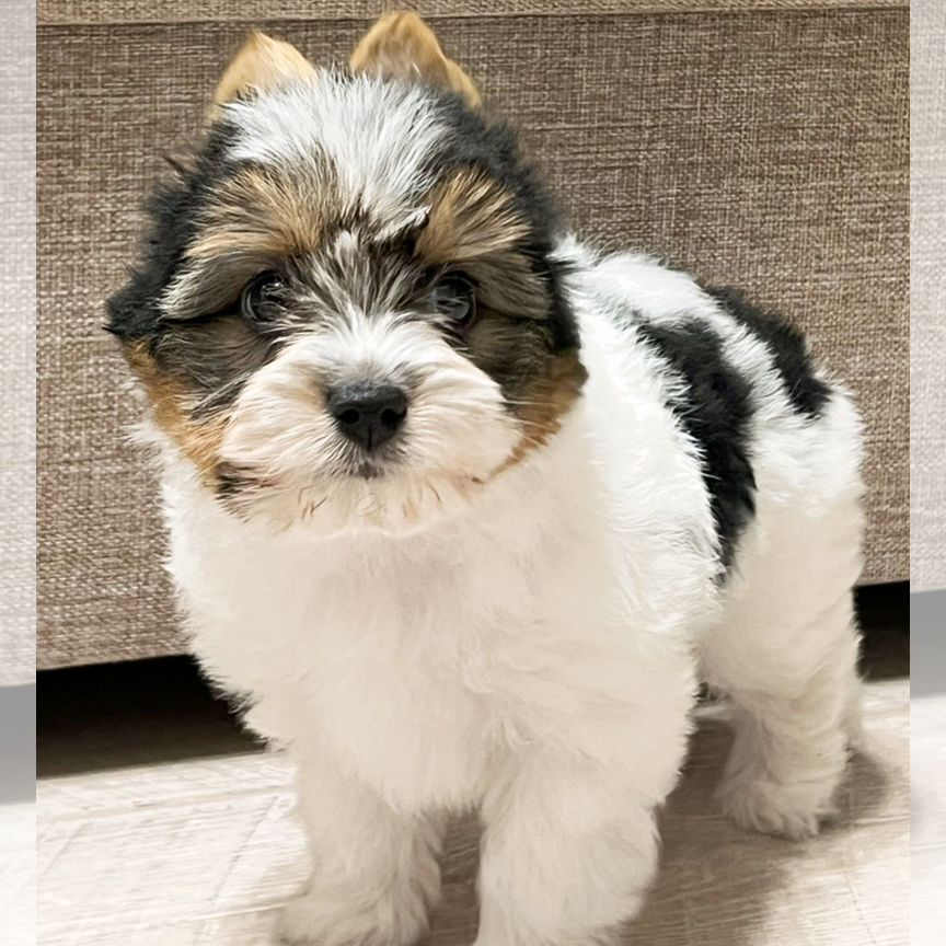 Йоркширский терьер