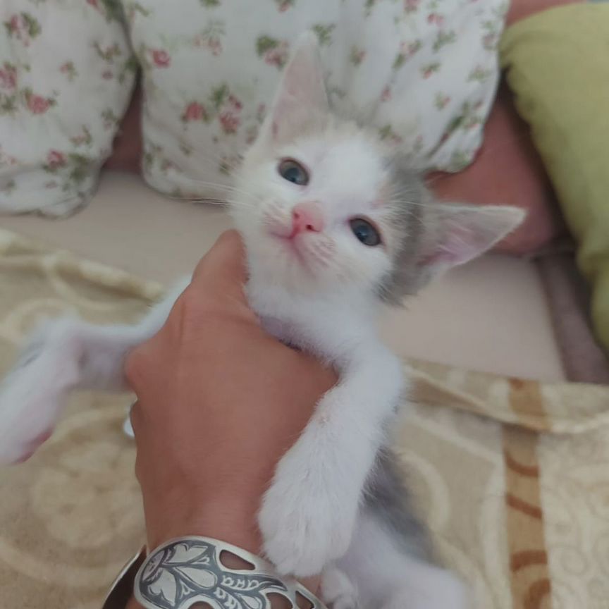 Котята Добрым Хозяевам