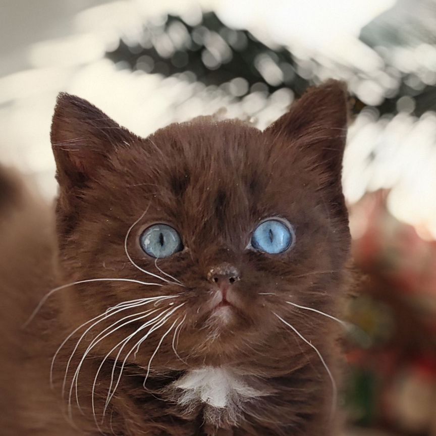 Шотландский прямоухий короткошёрстный котёнок