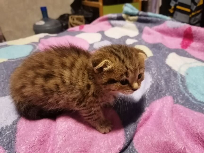 Отдам котят от породистой кошки