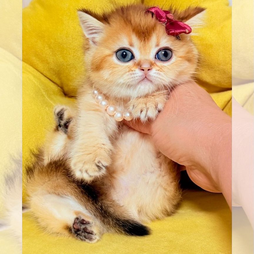 Шотландский прямоухий короткошёрстный котёнок