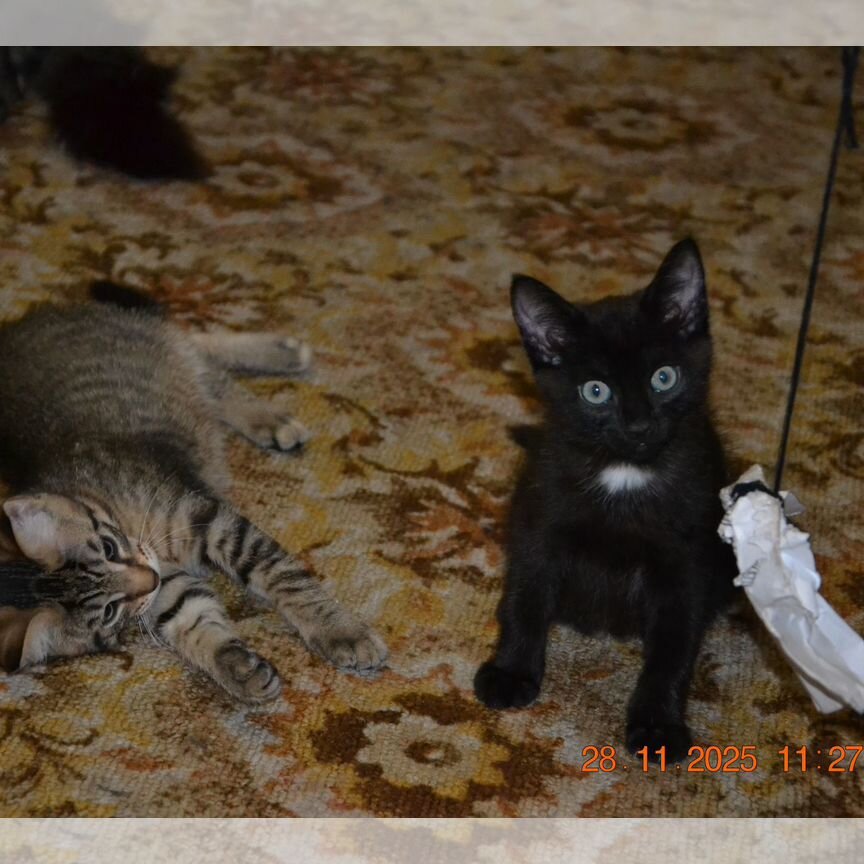 Котёнок в добрые руки