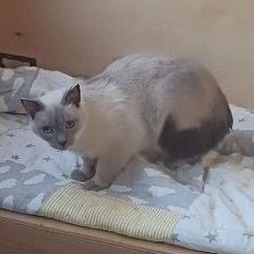 Взрослая, кошка в добрые руки