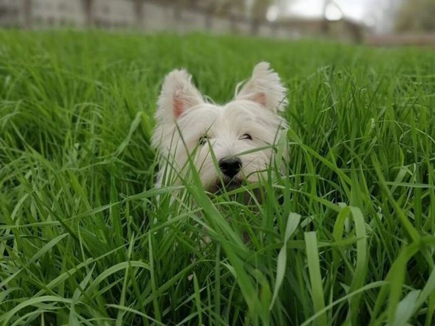 Щенки Веста хайленд вайт терьера