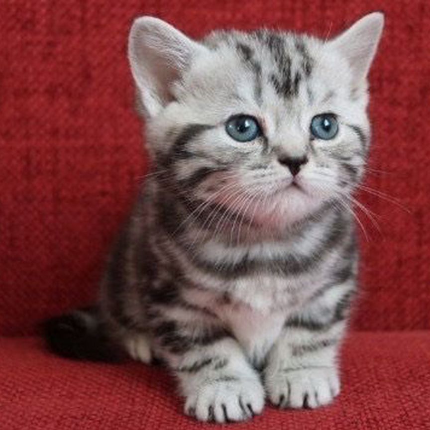 Шотландский вислоухий короткошёрстный котёнок