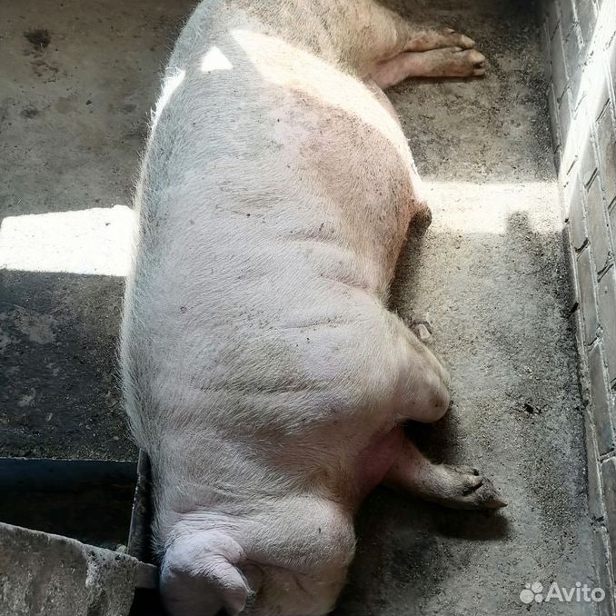 Хряк на племя