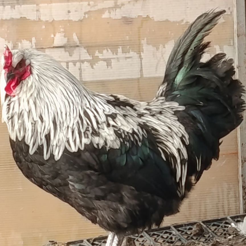 Молодые петушки