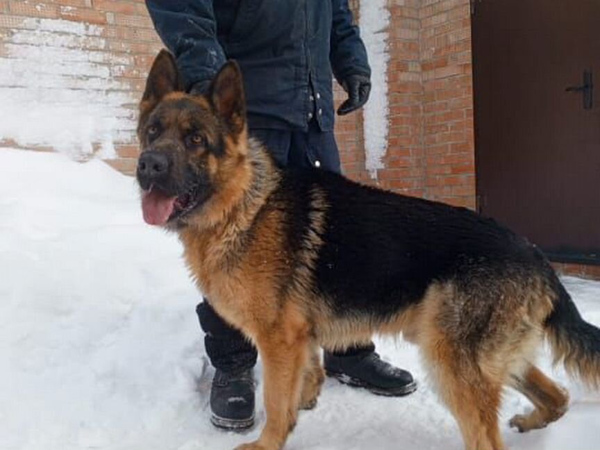 Вязка немец