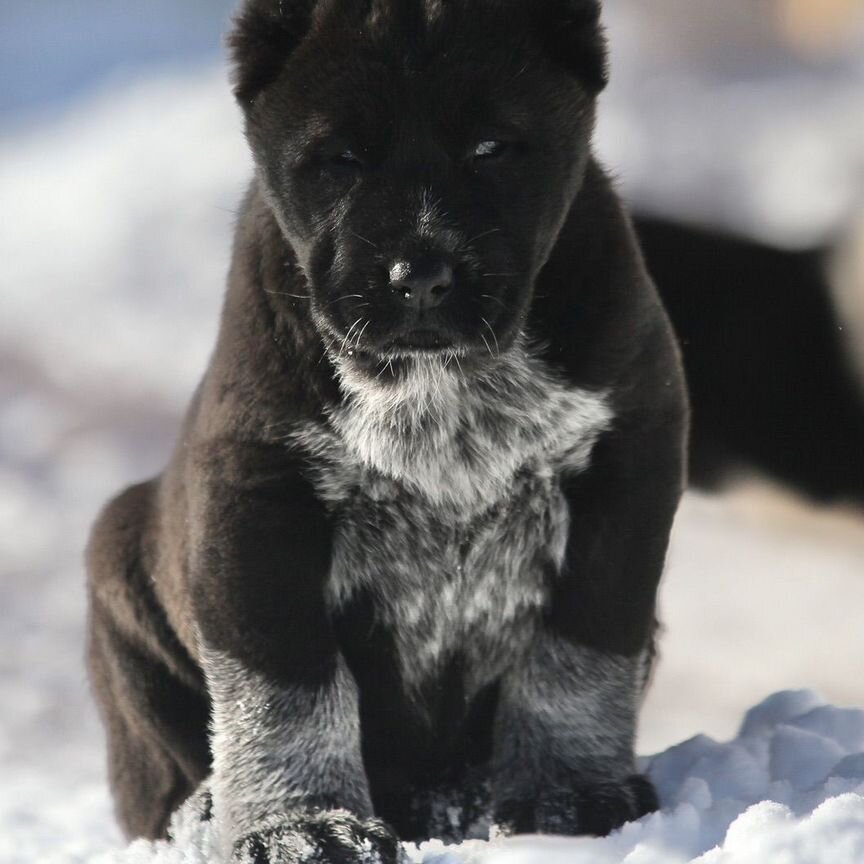 Сао девочка