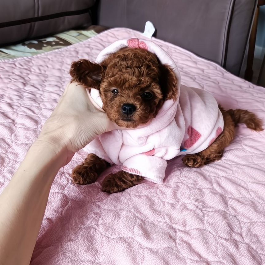 Той-пудель, щенок