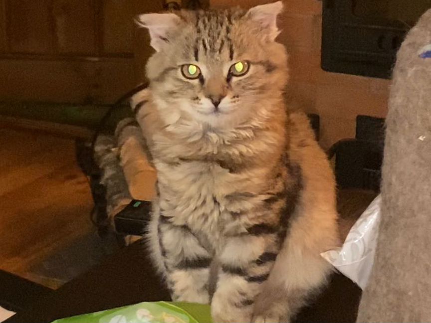 Кошечка в добрые руки