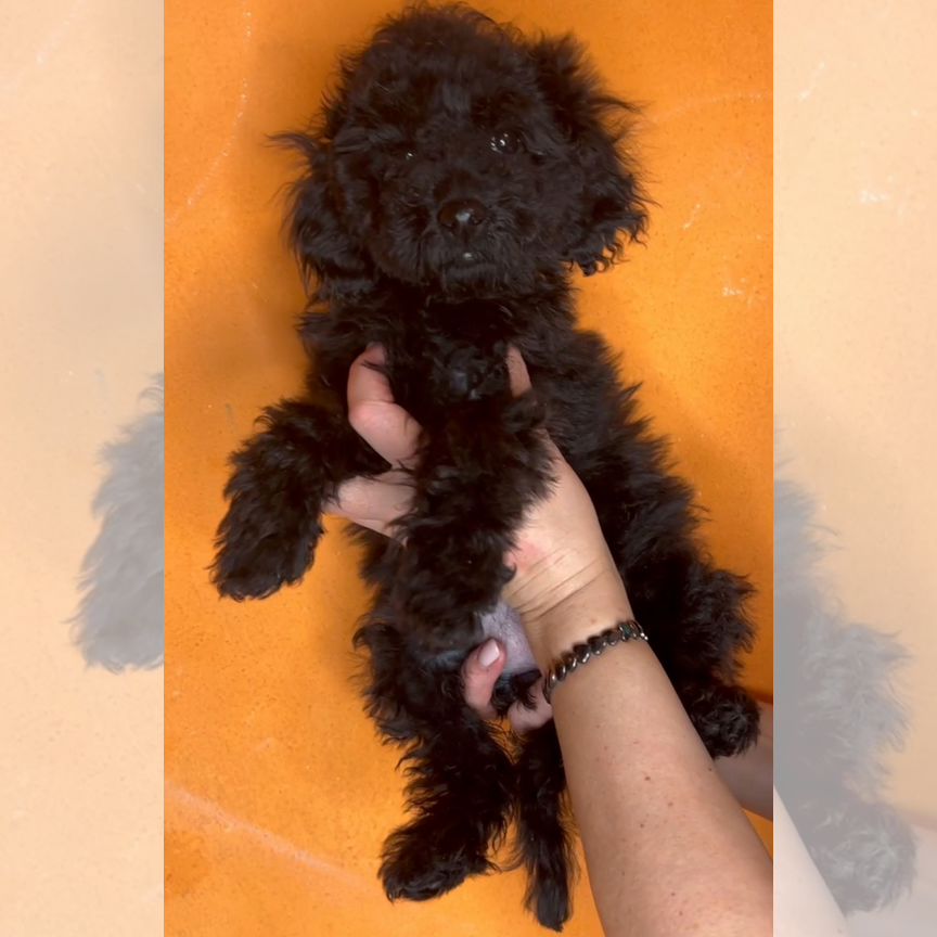 Пудель, щенок