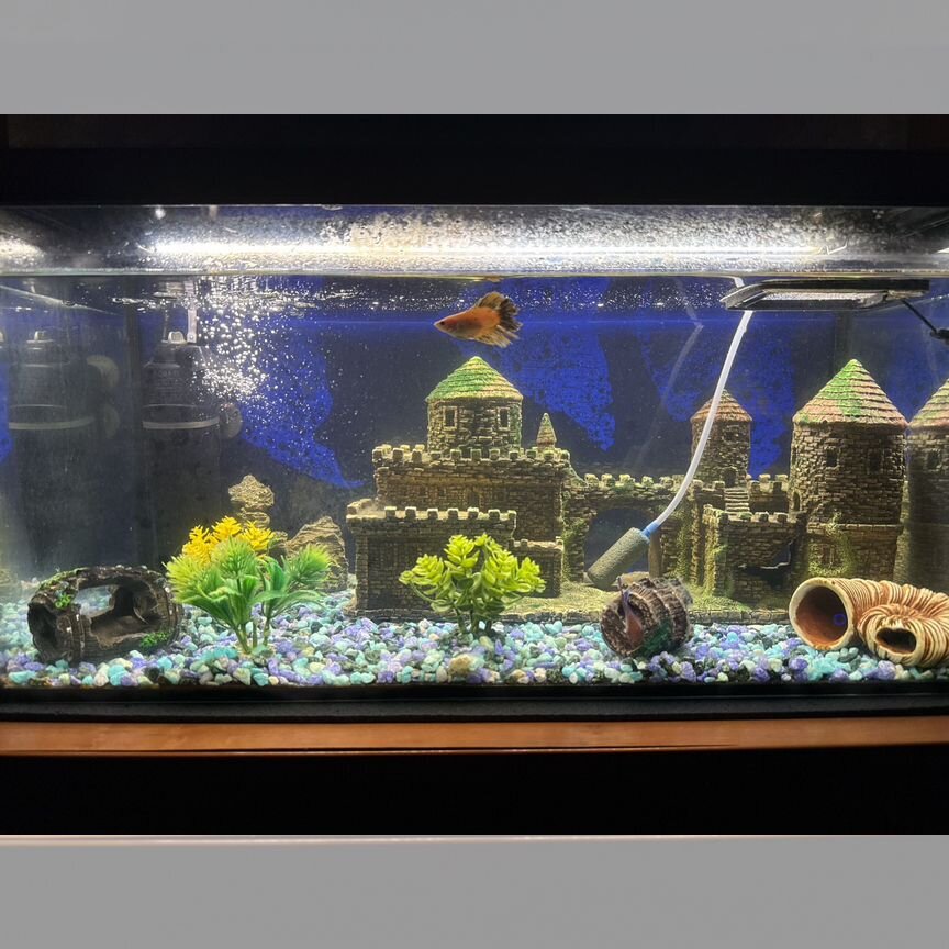Аквариум со всем содержимым