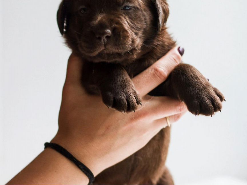 Лабрадор куколки