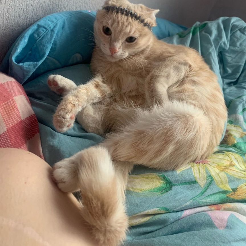 Отдам бесплатно кошку