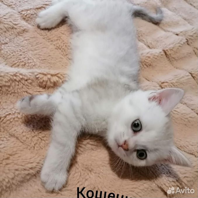 Британские котята (2 девочки и 2 мальчика)