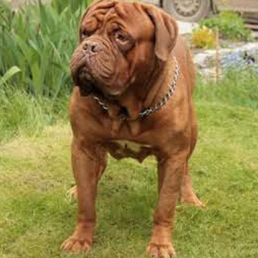 Бордоский дог, взрослая собака