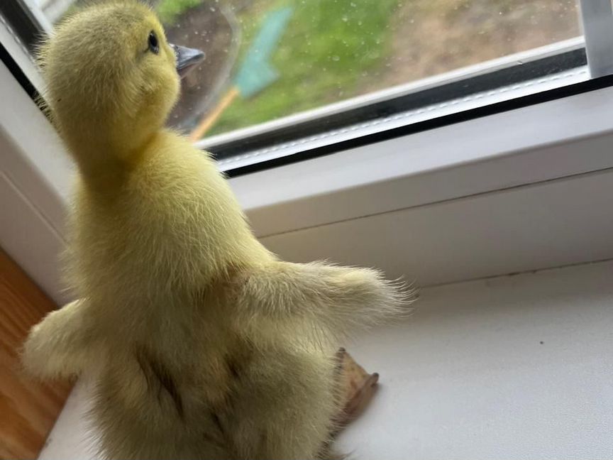 Утята из под мамы утки