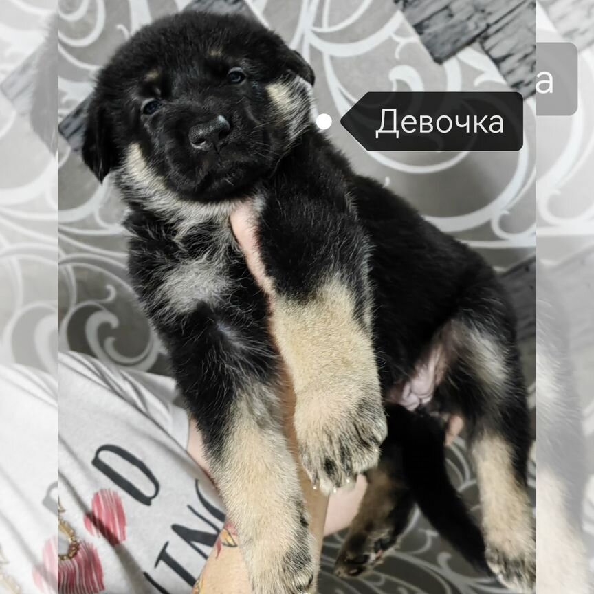 Щенки восточноевропейской овчарки