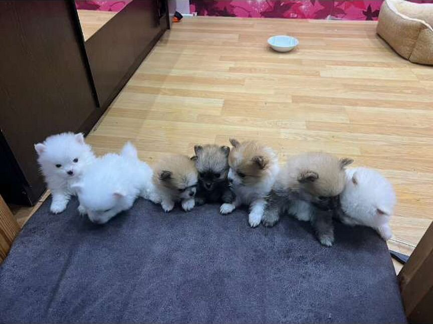 Собаки щенки шпиц