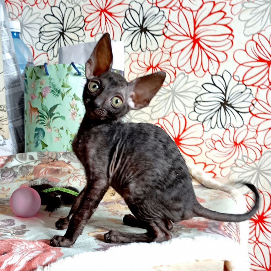 Лялечка Корниш-рекс