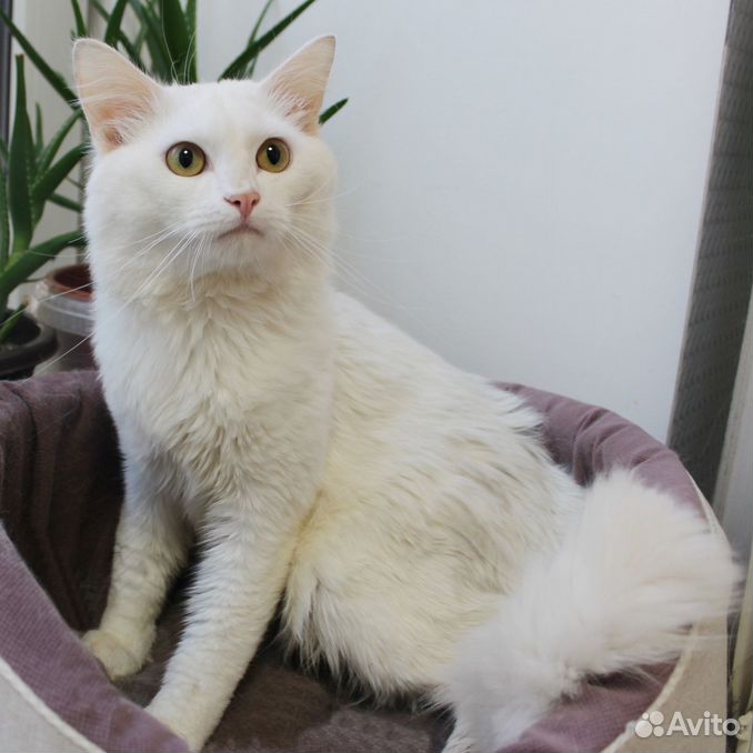 Кот Беляшик ищет дом