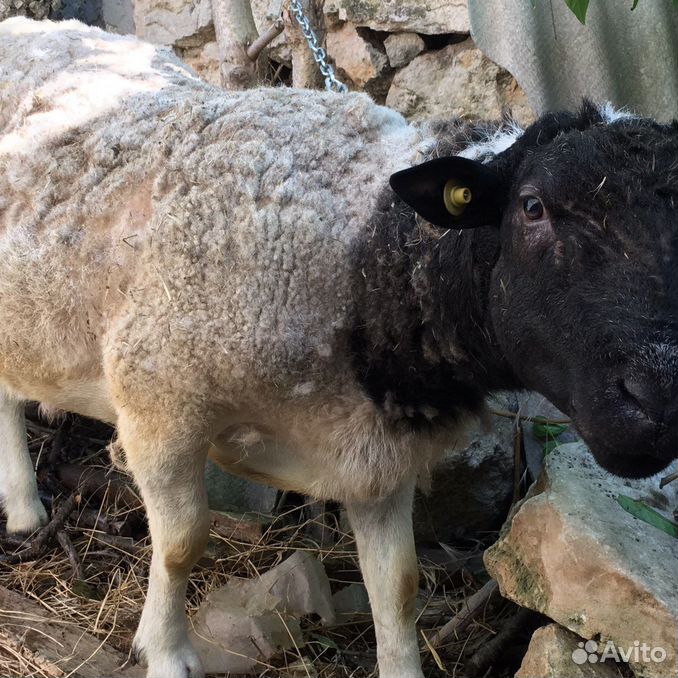 Баран дорпер