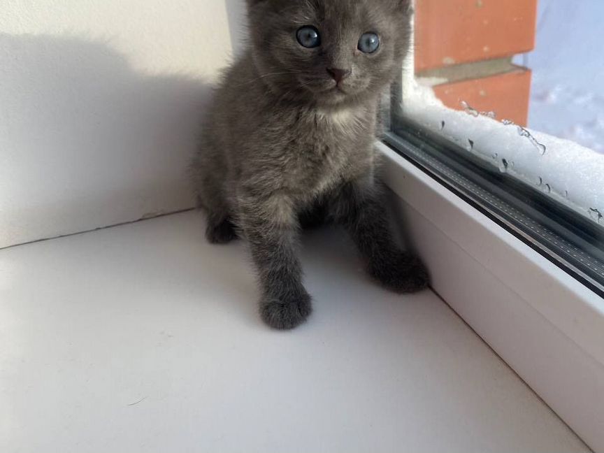 Дымчатые котята ищут дом