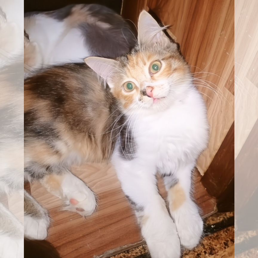 Котёнок в добрые руки