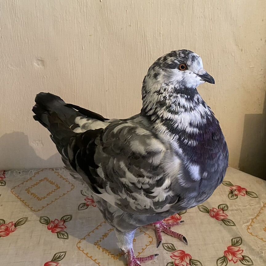 Голуби кинги