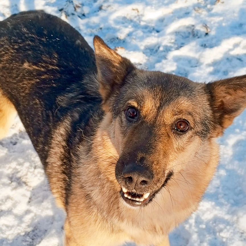 Собака для семьи