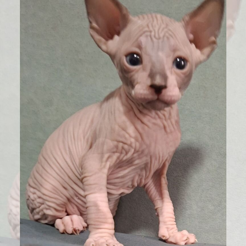 Канадский сфинкс котёнок