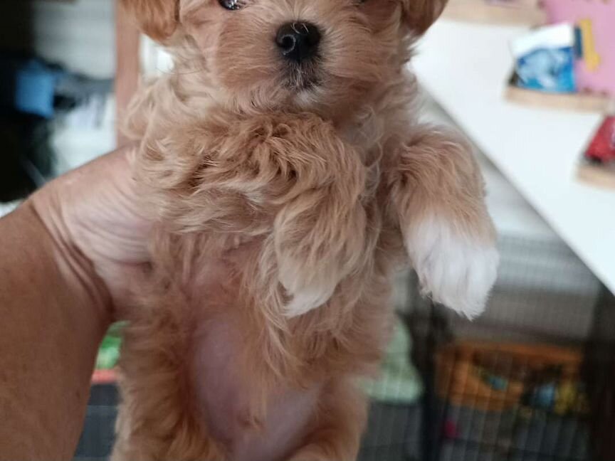 Собаки щенки маленькой породы