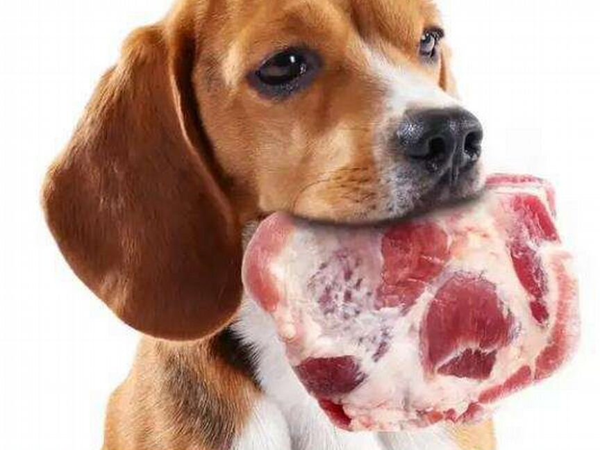 Собачий корм