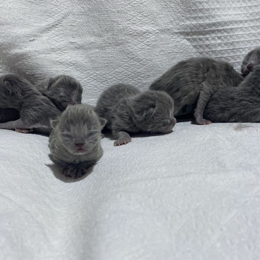 Шотландские котята