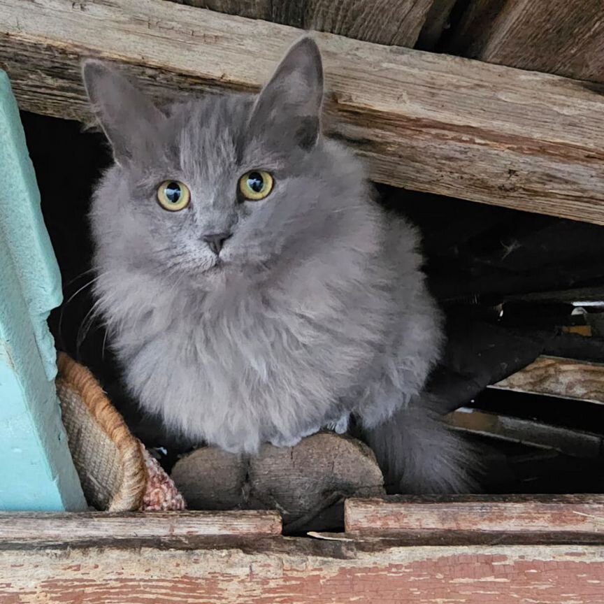 Котенок в добрые руки